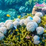 Siquijor: Island Adventure Day Trip with Snorkeling & Falls - Practical Tips and Considerations