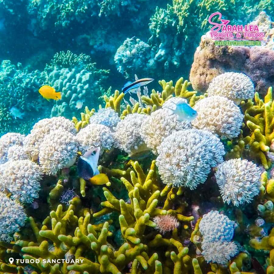 Siquijor: Island Adventure Day Trip with Snorkeling & Falls - Practical Tips and Considerations