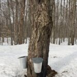 Sugar Shack (Feb to May) Maple Syrup Private Day Tour with lunch from Montreal - The Itinerary in Detail: What to Expect