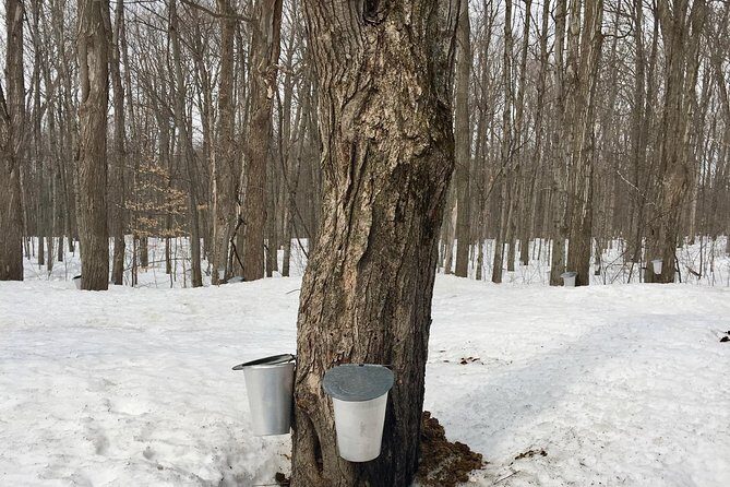 Sugar Shack (Feb to May) Maple Syrup Private Day Tour with lunch from Montreal - The Itinerary in Detail: What to Expect