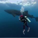 Sumbawa: Whale Shark Diving, Coral Reef & Bird Island - Practical Details: What You Need to Know