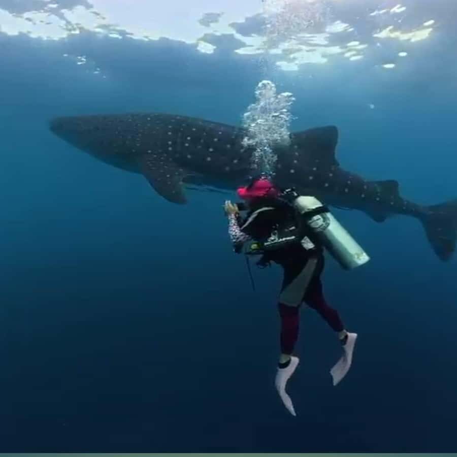 Sumbawa: Whale Shark Diving, Coral Reef & Bird Island - Practical Details: What You Need to Know