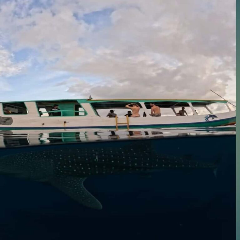 Swim with Whale Sharks 2D1N LombokSumbawa Sharing - What Makes This Tour Stand Out?