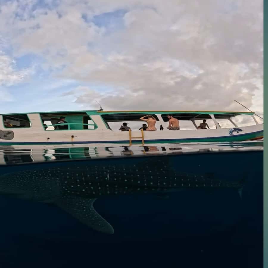 Swim with Whale Sharks 2D1N LombokSumbawa Sharing - What Makes This Tour Stand Out?