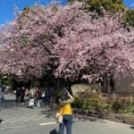 Tokyo Cherry Blossom Walking Tour - Final Thoughts: Is This Tour Right for You?