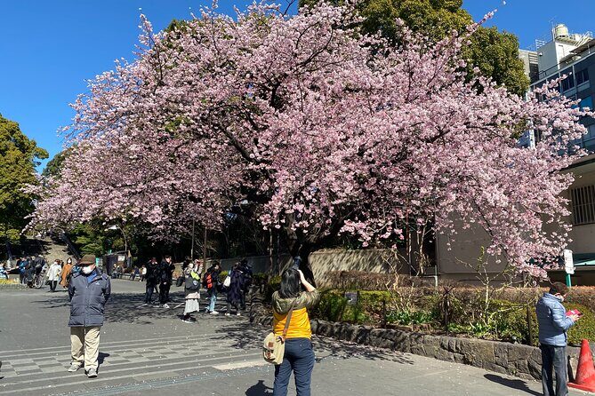 Tokyo Cherry Blossom Walking Tour - Final Thoughts: Is This Tour Right for You?