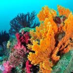 Tokyo: Izu Peninsula Fun Diving and Sightseeing Tour - Underwater Adventures