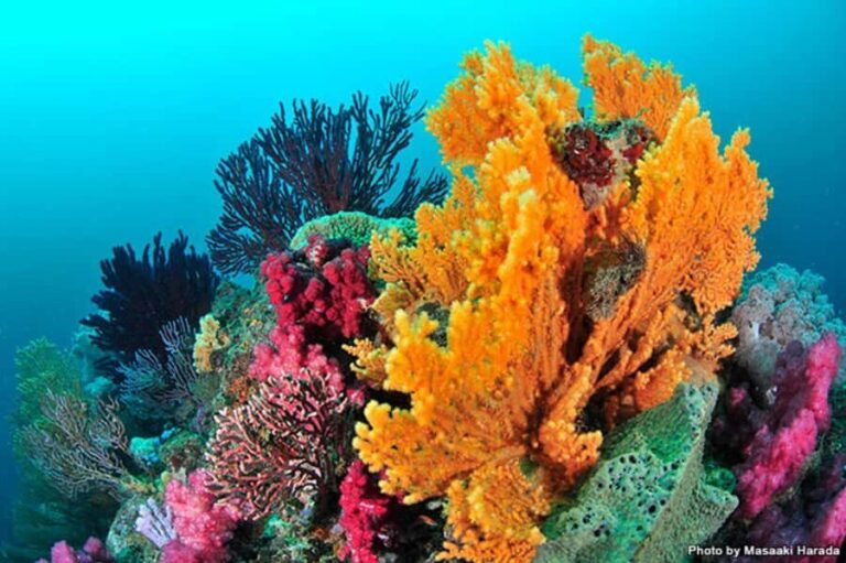 Tokyo: Izu Peninsula Fun Diving and Sightseeing Tour - Underwater Adventures