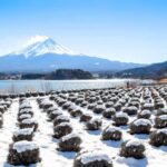 Tokyo: Mt. Fuji View with Fujiten Snow Fun & Oishi Park Tour - What Makes This Tour Stand Out