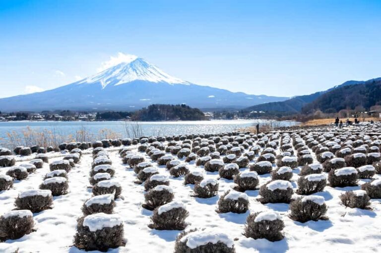 Tokyo: Mt. Fuji View with Fujiten Snow Fun & Oishi Park Tour - What Makes This Tour Stand Out