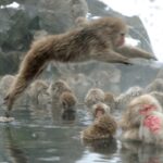 Tokyo / Nagano Snow Monkey, Obuse, Customized Private Tour - Who Will Appreciate This Tour?