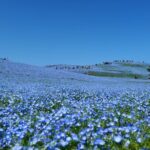 Tokyo to Hitachi Seaside Park Private Day Trip by Car - Why Choose a Private Tour?