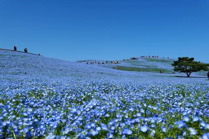 Tokyo to Hitachi Seaside Park Private Day Trip by Car - Why Choose a Private Tour?