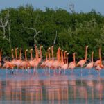 Tour to Pink Lake and Rio Lagartos from Cancun - Who Will Love This Tour?
