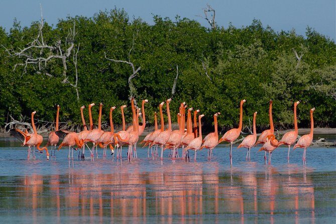 Tour to Pink Lake and Rio Lagartos from Cancun - Who Will Love This Tour?