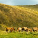 Ulaanbaatar: Hustai National Park Tour with Lunch - The Practical Side: What to Know Before You Go