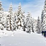 Vancouver:Guided Snowshoe Adventure in North Shore Mountains - Snowshoeing Through a Winter Wonderland