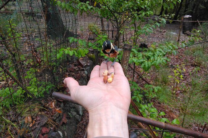 Walking In The History and Nature of Uji Kyoto - Authenticity and Value for Money