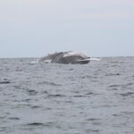 Whale Watching Shared Tour - What the Reviews Say