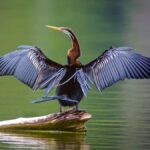 Wings of Wonder: A Half-Day Birding Tour in Siem Reap[Share] - Who Will Love This Tour?