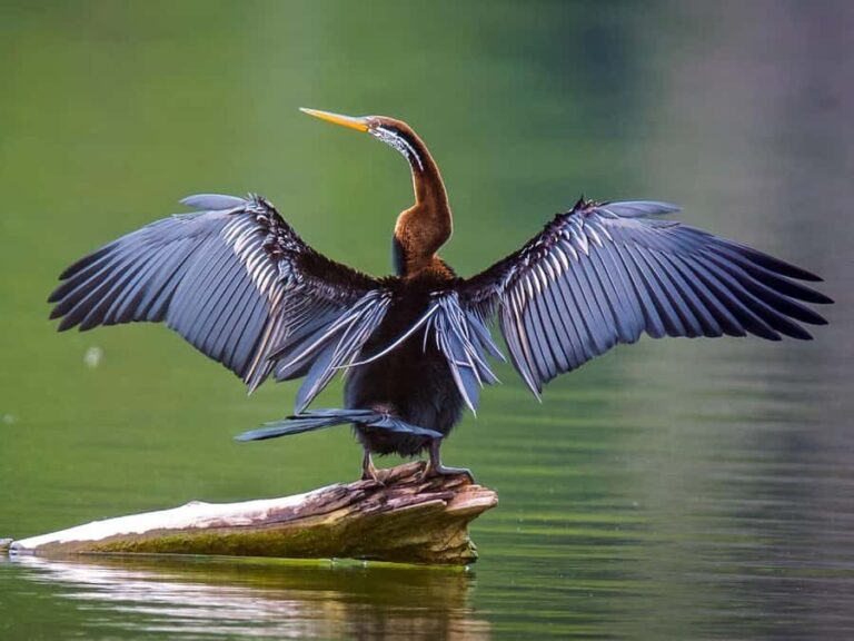 Wings of Wonder: A Half-Day Birding Tour in Siem Reap[Share] - Who Will Love This Tour?