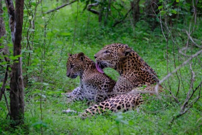 Yala Osha Safari Half day/Full day with Meals - Deep Dive into the Itinerary and Experience