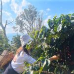 Yunnan Coffee Valley | Half-Day Road Trip - A Full Look at the Coffee Valley Experience