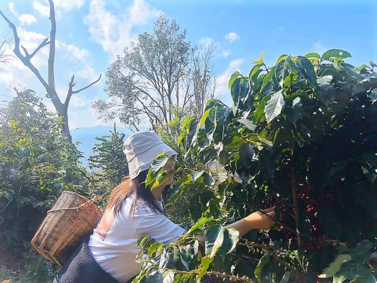 Yunnan Coffee Valley | Half-Day Road Trip - A Full Look at the Coffee Valley Experience