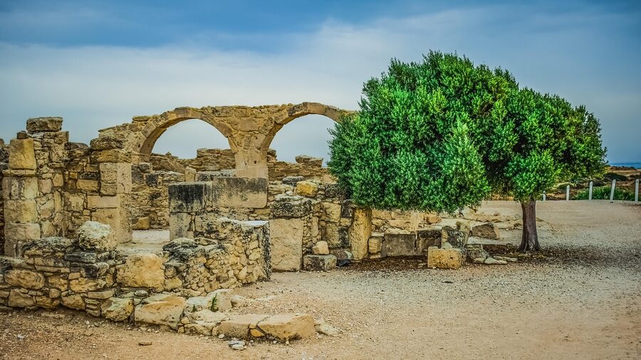 Ancient Mediterranean olive tree with gnarled trunk