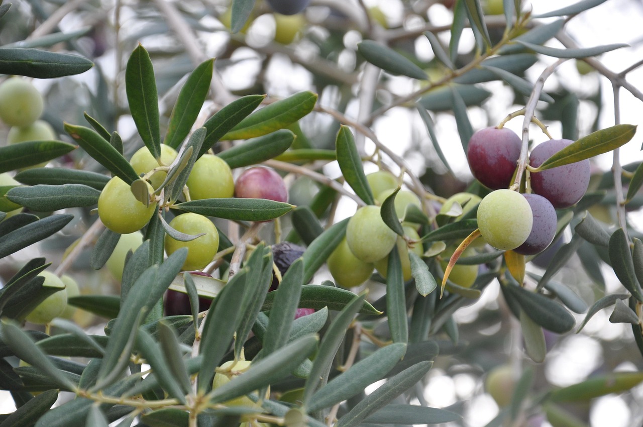 Andalusia olive oil country