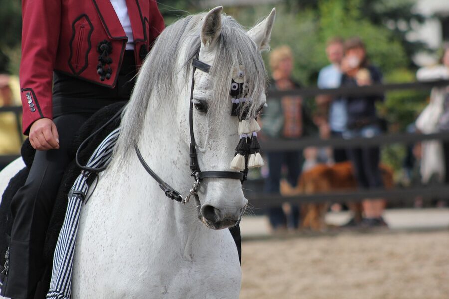 Pure Spanish breed PRE Andalusian stallion