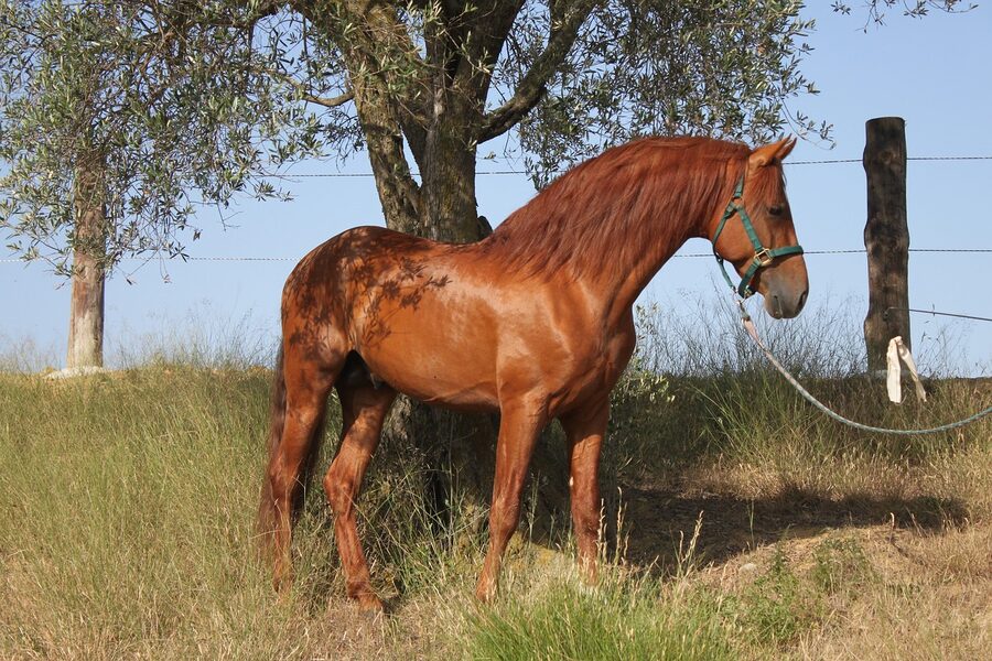 Andalusian PRE chestnut stallion at stud