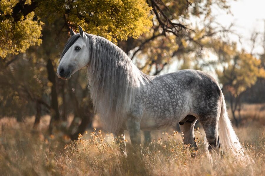 Andalusian stallion in grassy field Spain