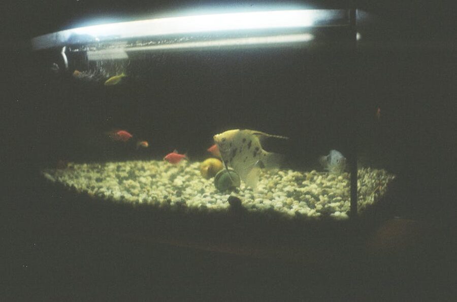 Angelfish in a tranquil aquarium