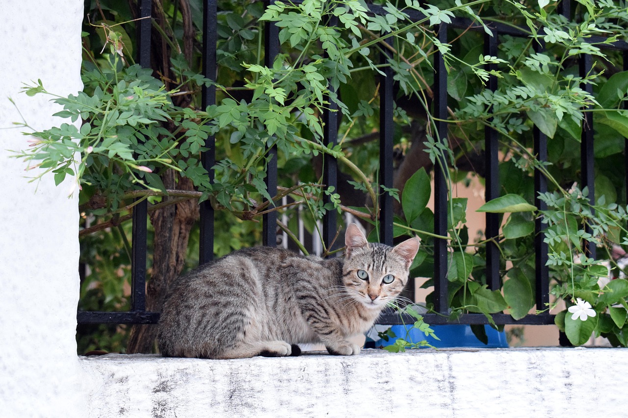 A cat in the National Garden in Athens