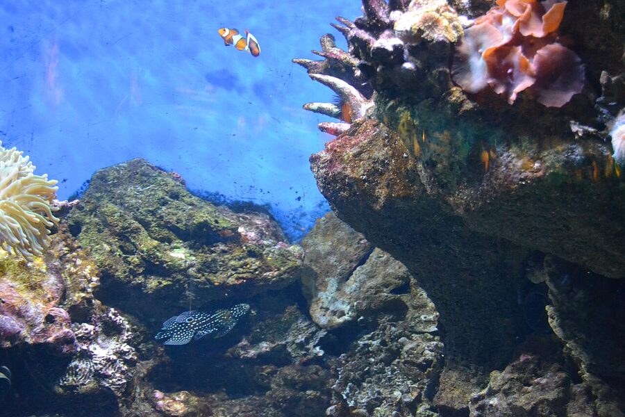Comet and clownfish at Barcelona Aquarium