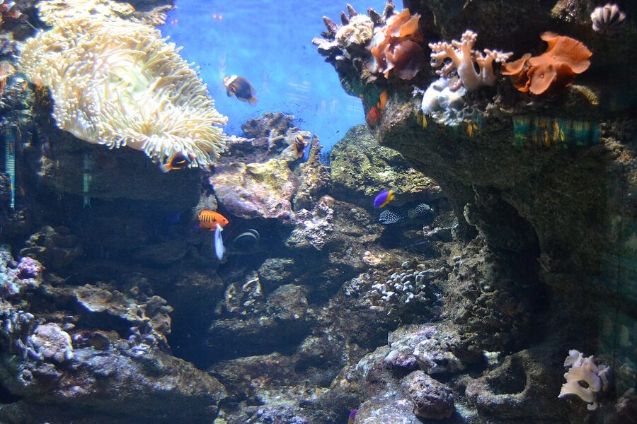 Flame angelfish and tropical reef fish at Barcelona Aquarium