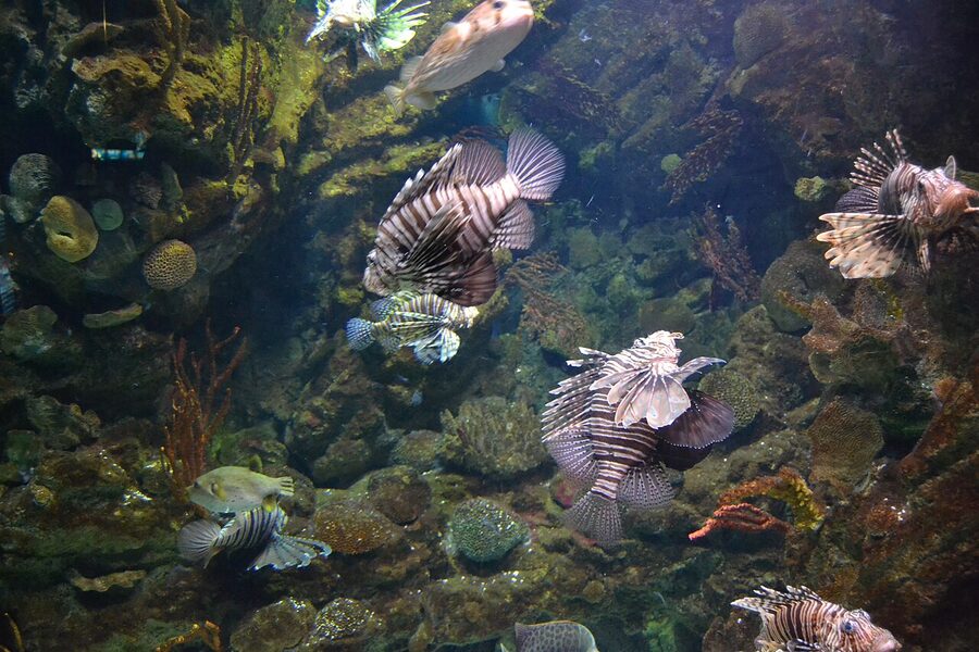 Lionfish at Barcelona Aquarium tropical tank