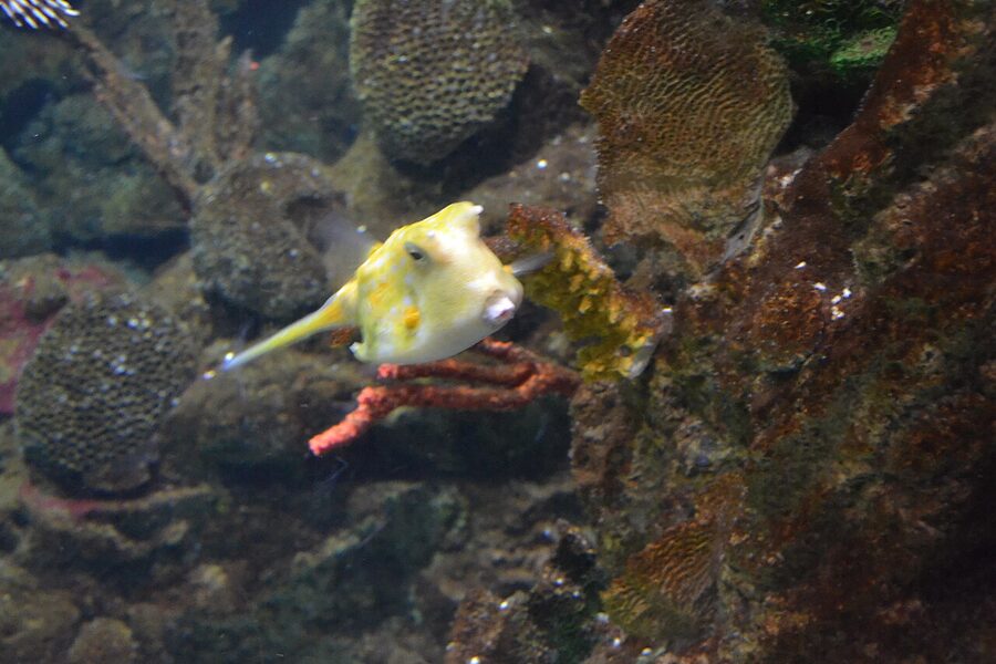 Longhorn cowfish at Barcelona Aquarium