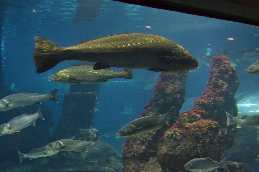Meagre fish in Barcelona Aquarium