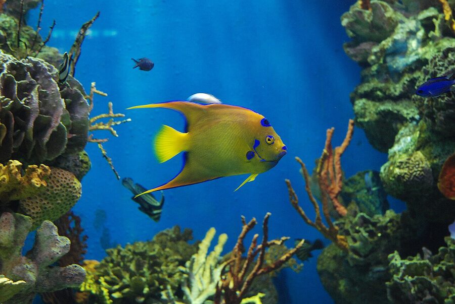 Queen angelfish at Barcelona Aquarium