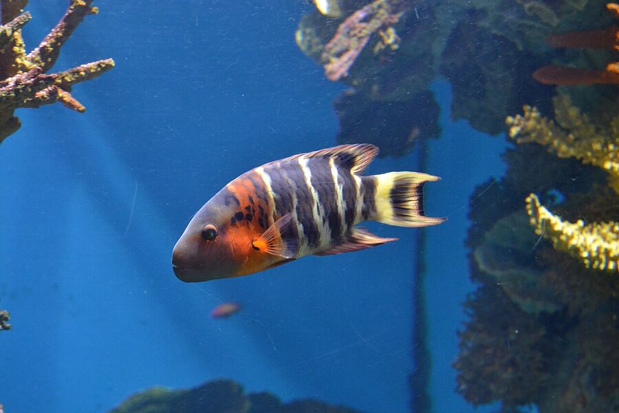 Redbreasted wrasse at Barcelona Aquarium