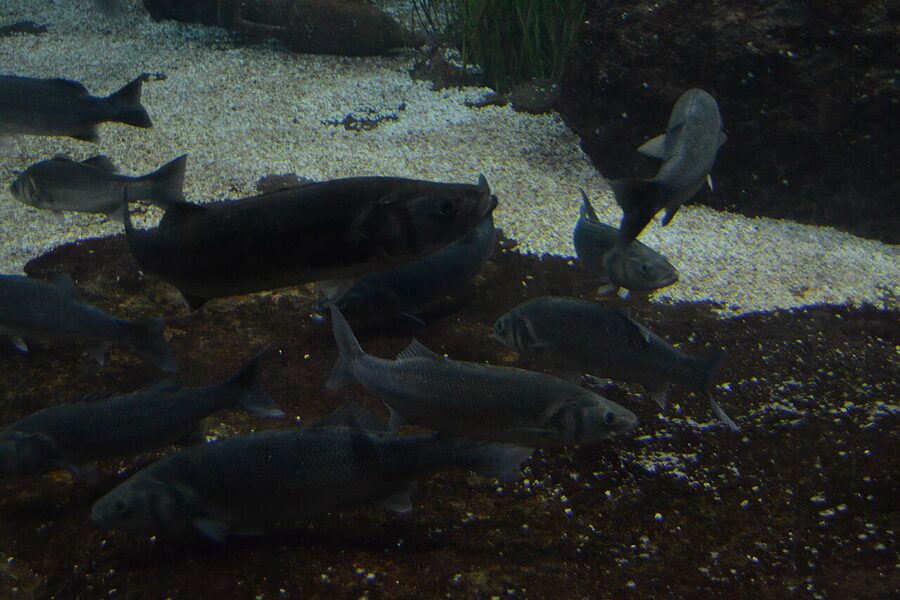 European sea bass at Barcelona Aquarium Mediterranean tanks