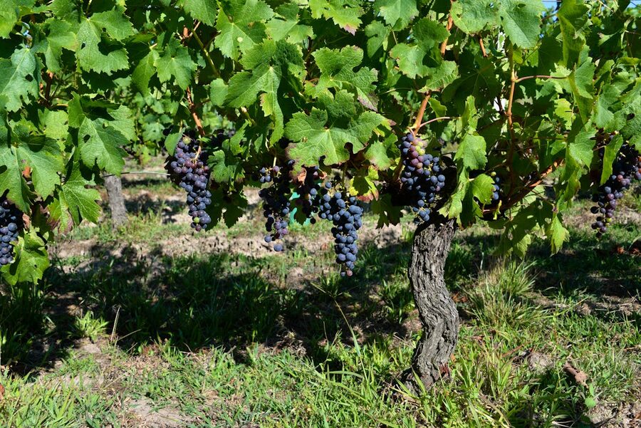 Ripe grape clusters hanging on the vine in a Bordeaux-region vineyard