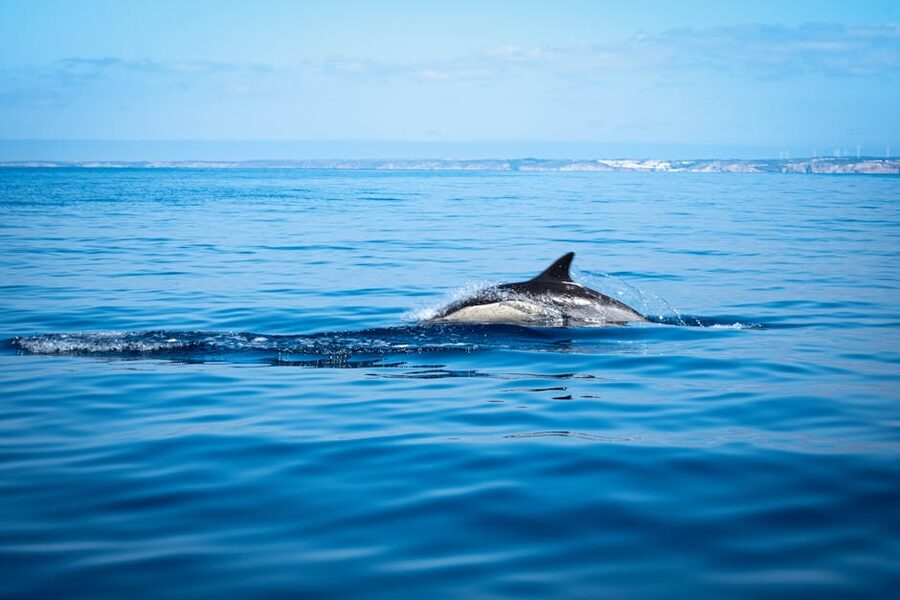Dolphin surfacing in the tranquil waters of the Algarve Portugal