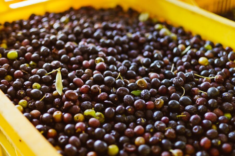 Freshly harvested black olives