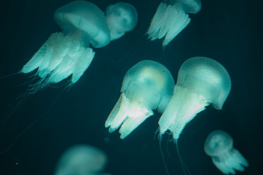 Blue jellyfish floating in aquarium