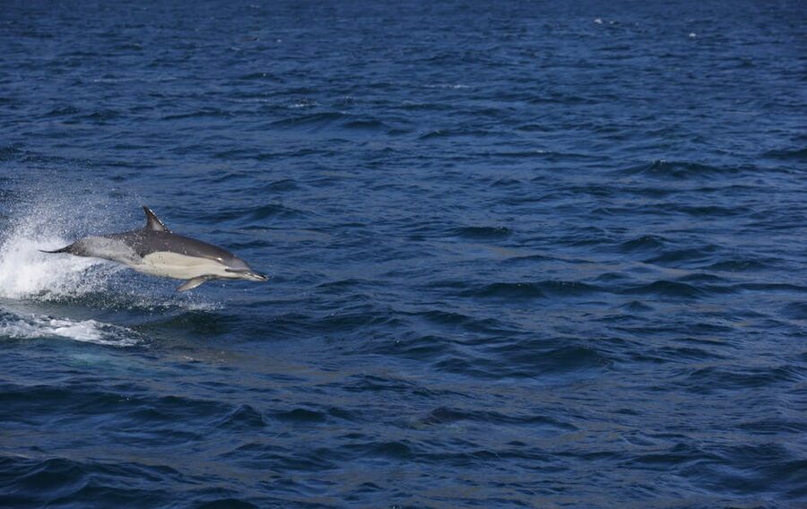 Bottlenose dolphin leaping above ocean waters
