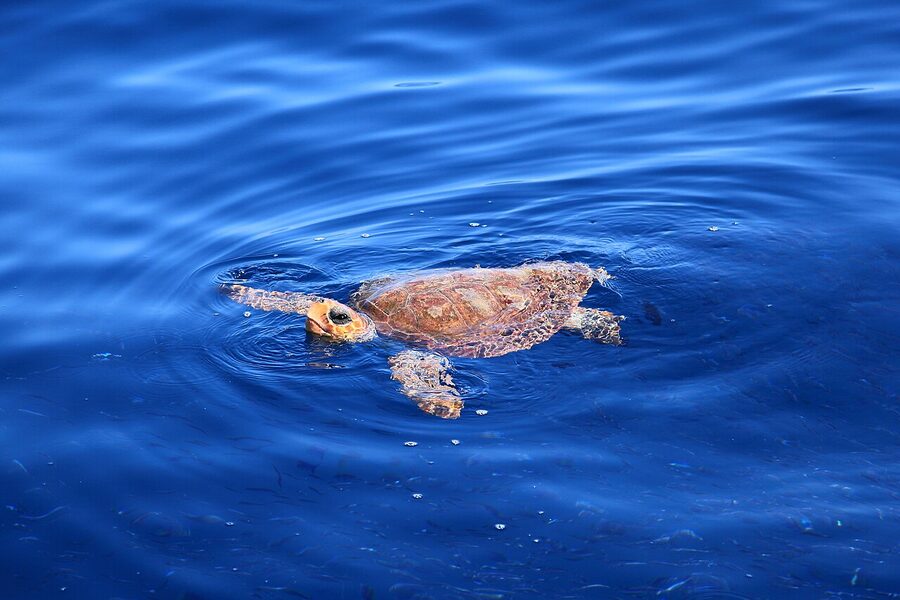 Loggerhead turtle off the Canary Islands coast