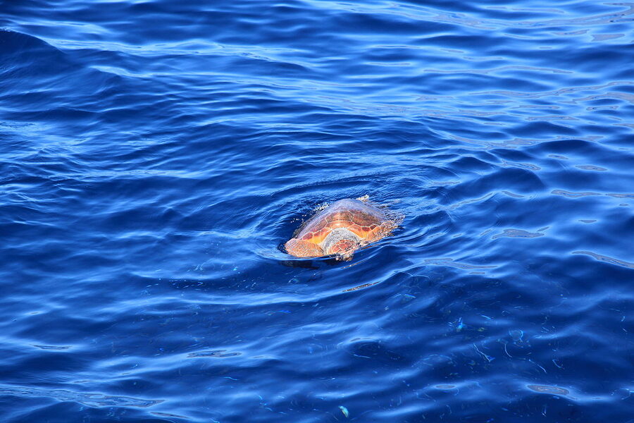 Loggerhead turtle in Canary Islands waters